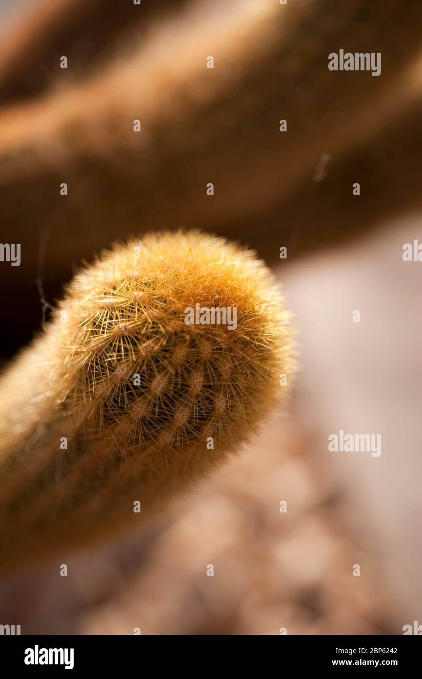 Icosagonus hi-res stock photography and images - Alamy