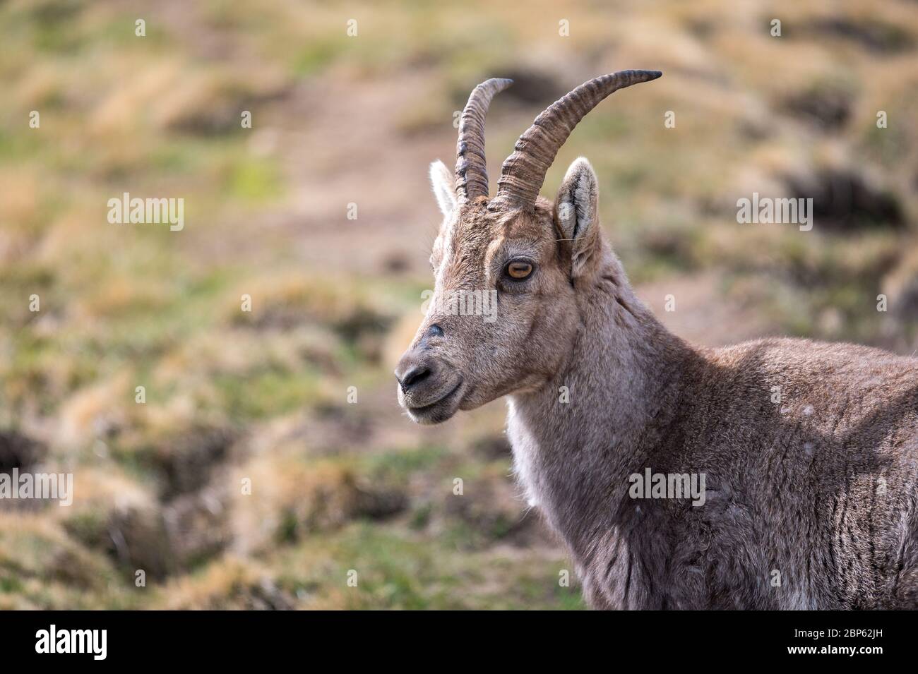 Portrait of an ibex Stock Photo - Alamy