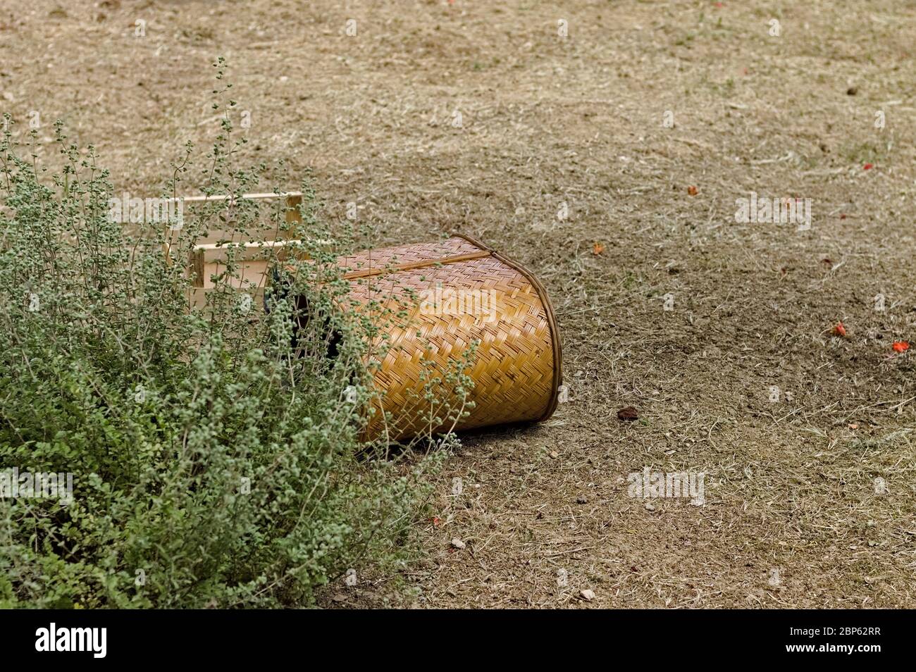 Fallen wheat crop hi-res stock photography and images - Alamy