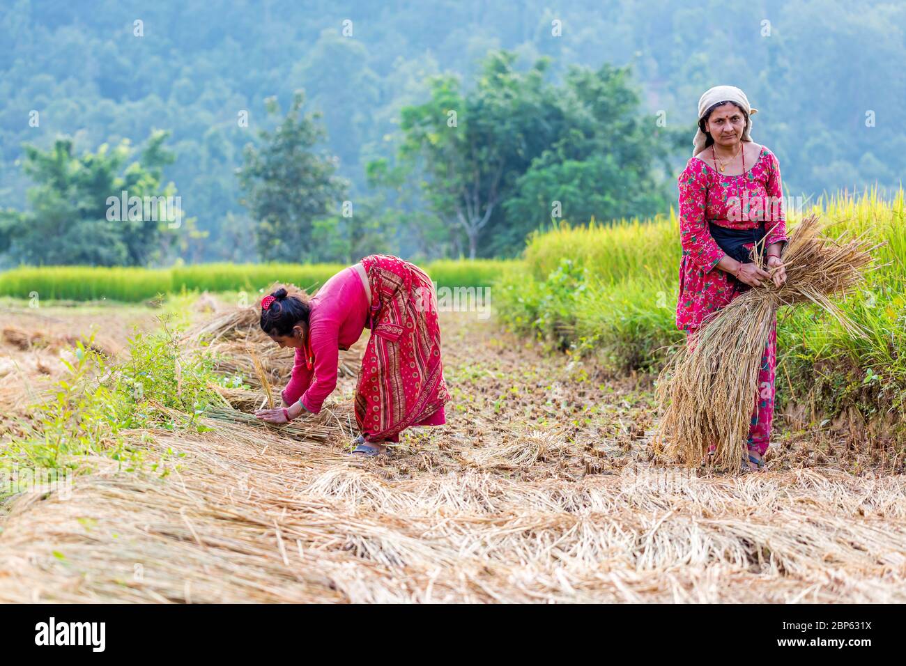 Gorkha, Nepal - OCTOBER 24, 2015 : Nepalese women working in a rice ...