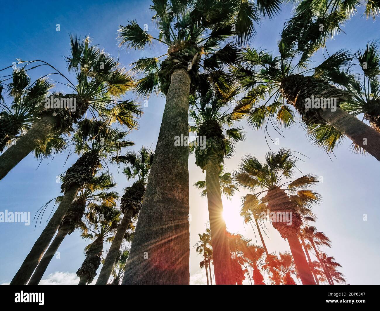 Beautiful tropical resort concept park with high palms and sunlight in ...