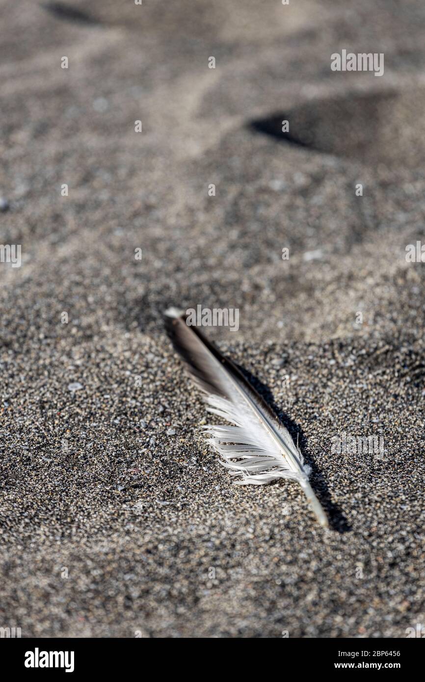 Seagull feather on the sand at Playa Fanabe beach during phase one of ...