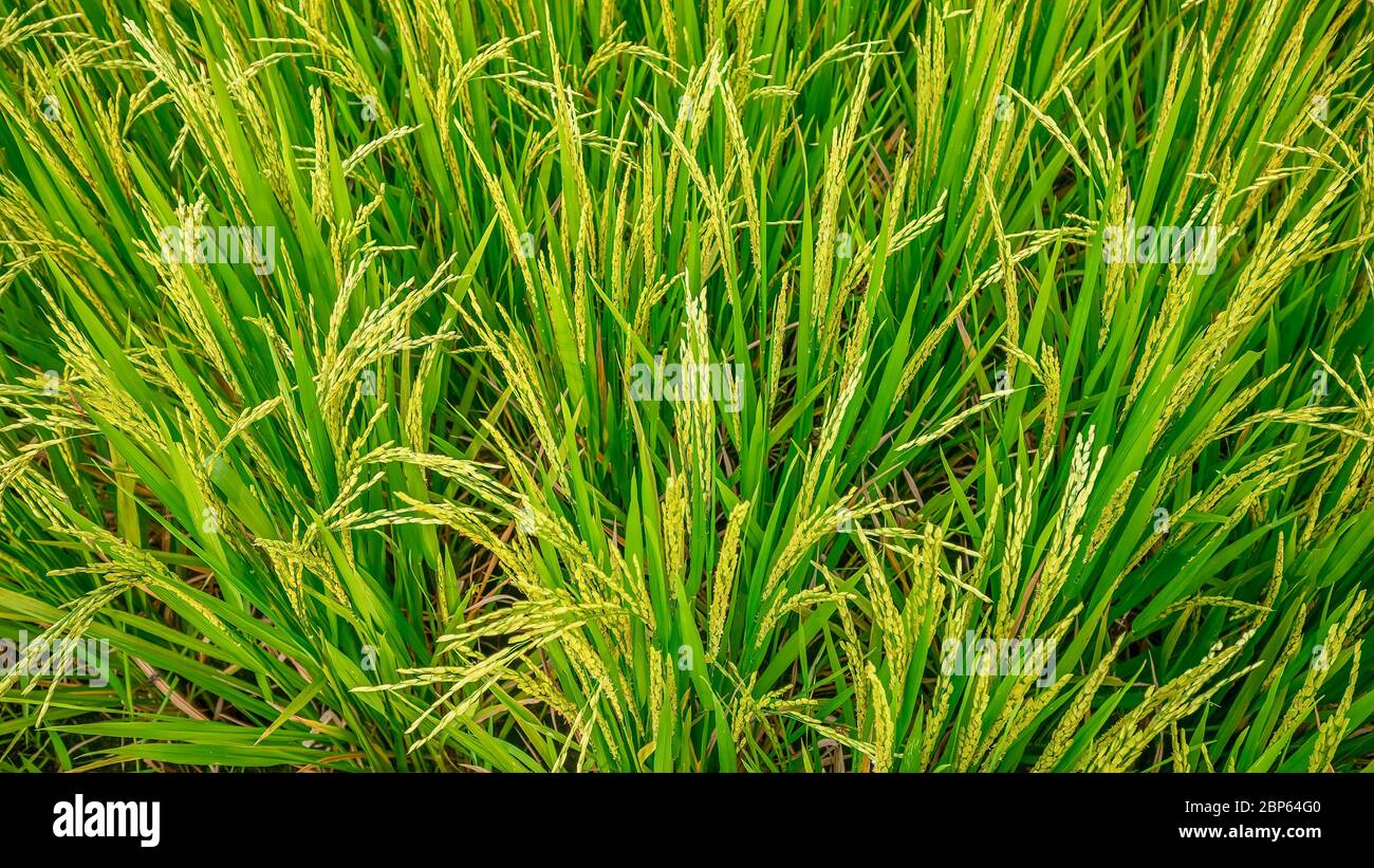 A full frame view of Balinese rice growing in a field, with the grains ...