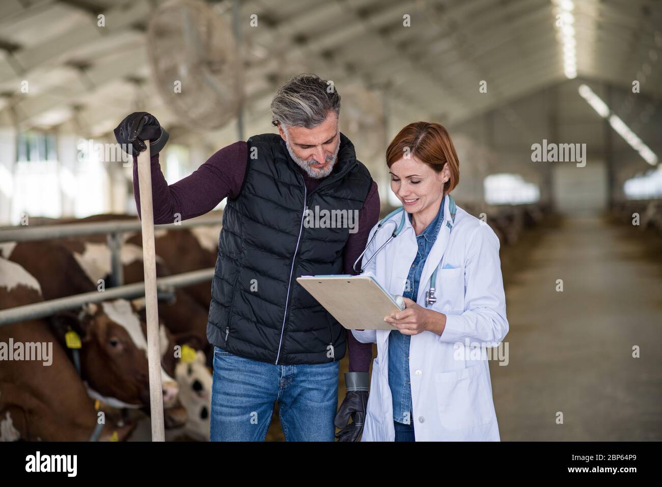 Man manager and veterinary doctor on diary farm, agriculture industry ...