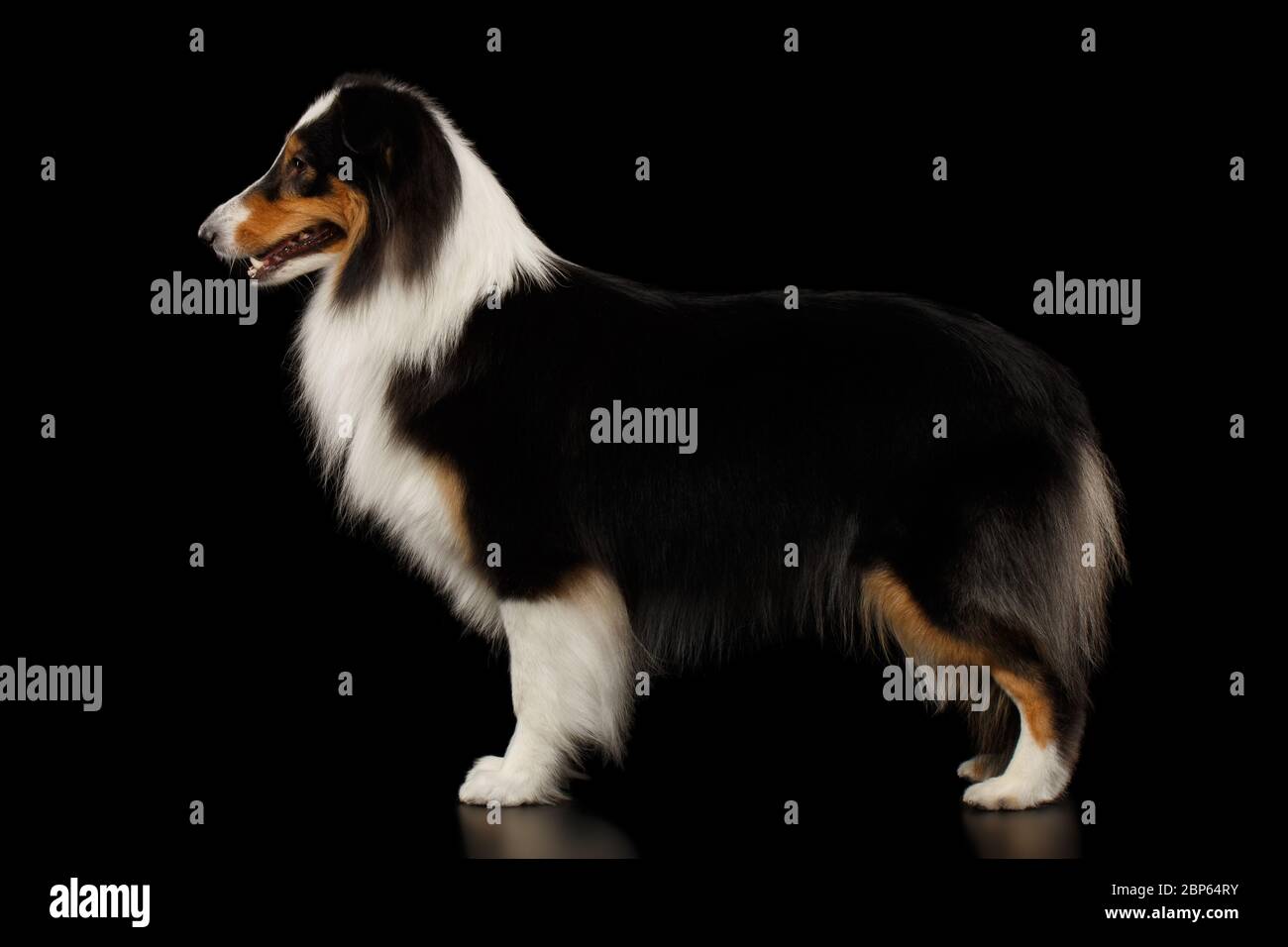 Shetland Sheepdog Standing on Isolated black background, side view ...