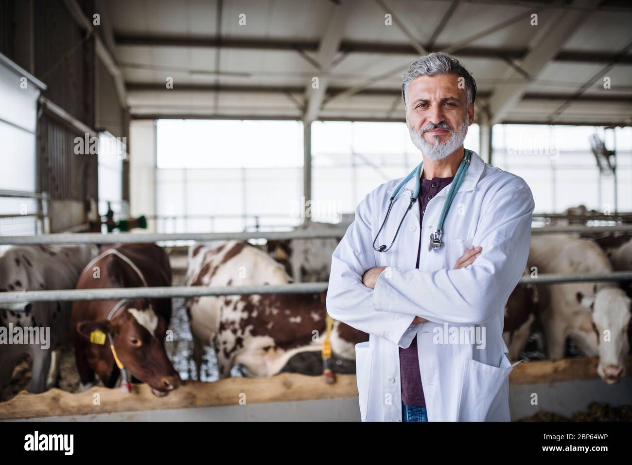 Mature man veterinary doctor on diary farm, agriculture industry Stock ...