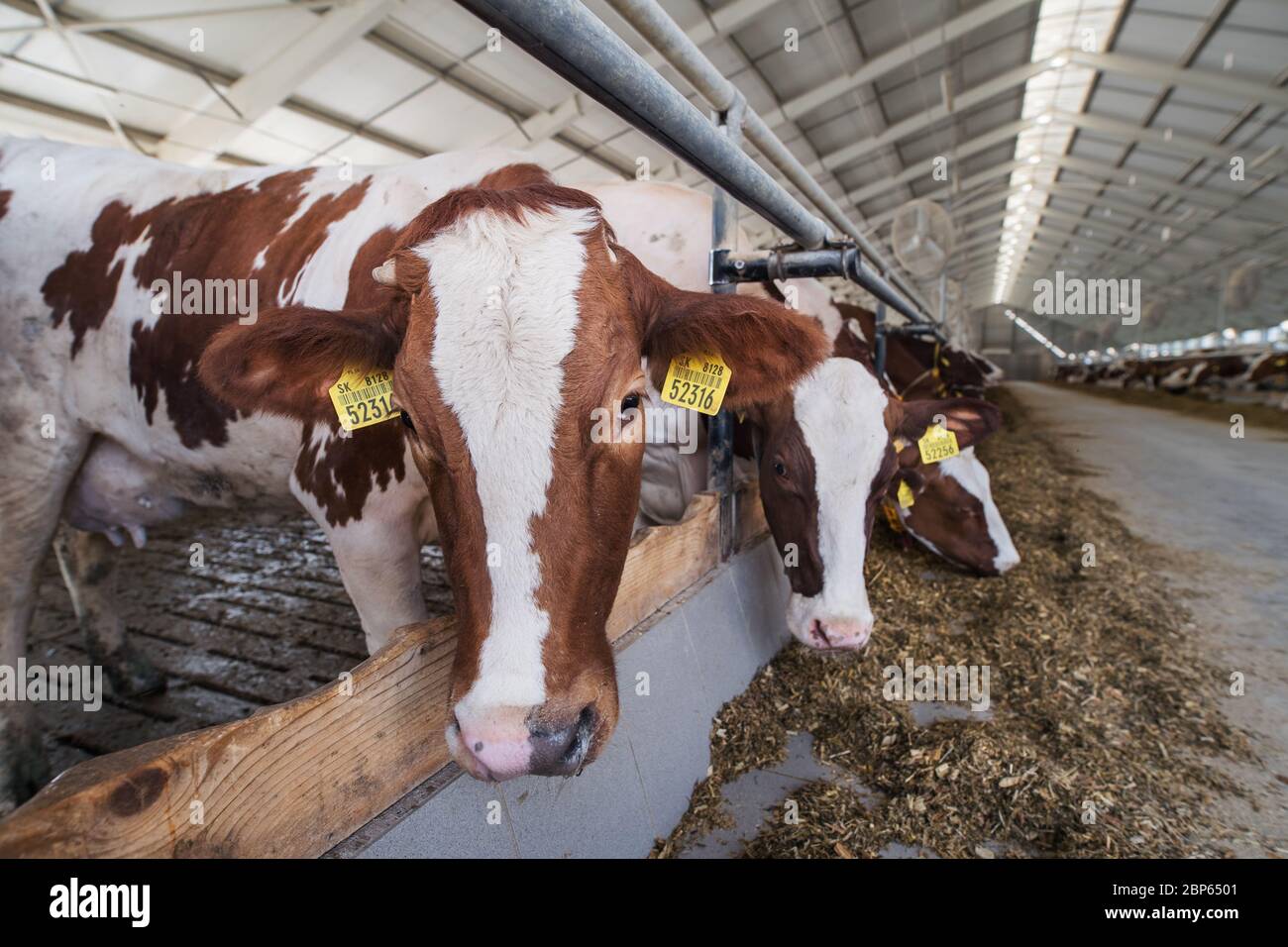 Feeding cows on diary farm hi-res stock photography and images - Alamy