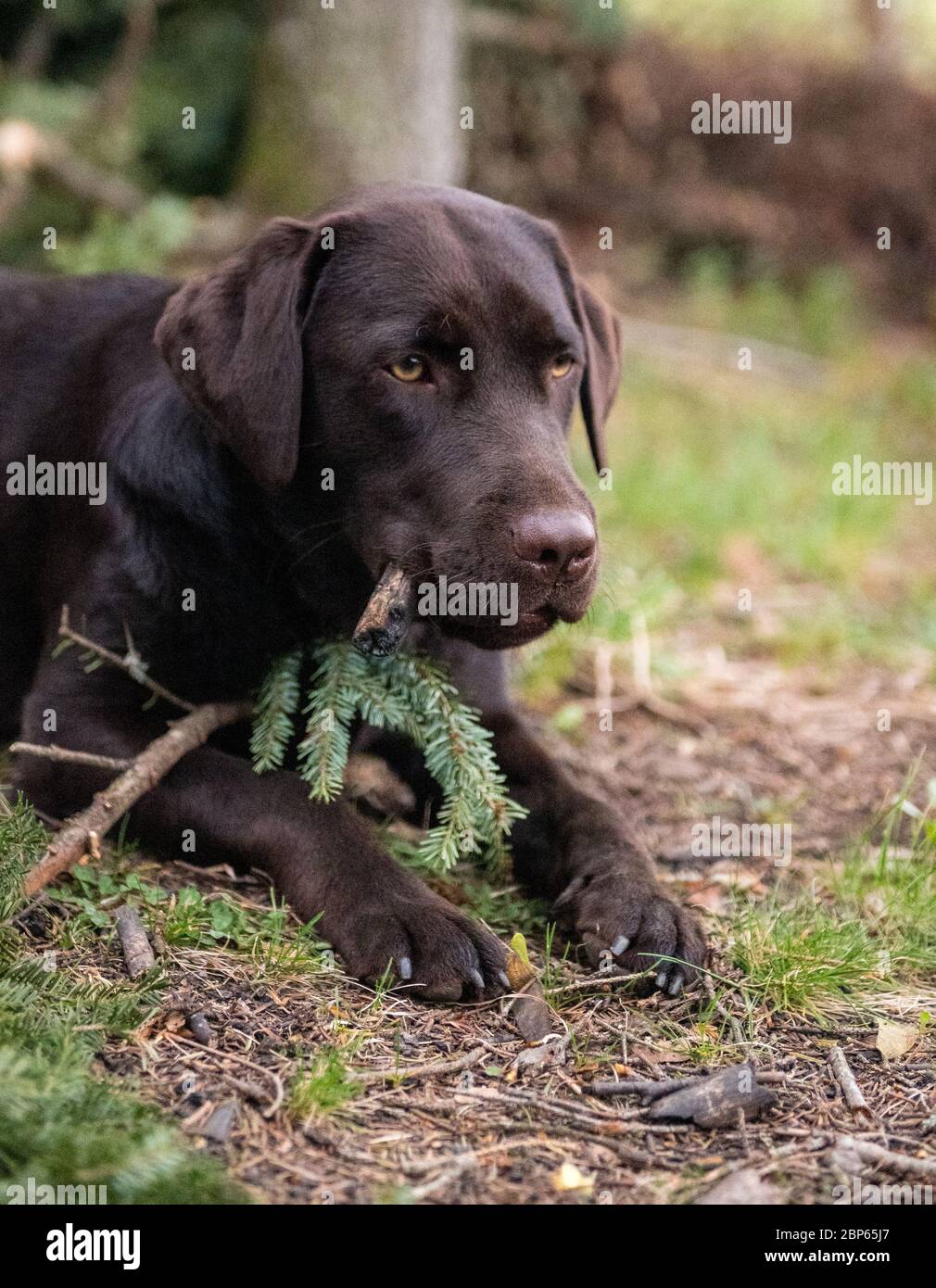 Berne Brown High Resolution Stock Photography and Images - Alamy