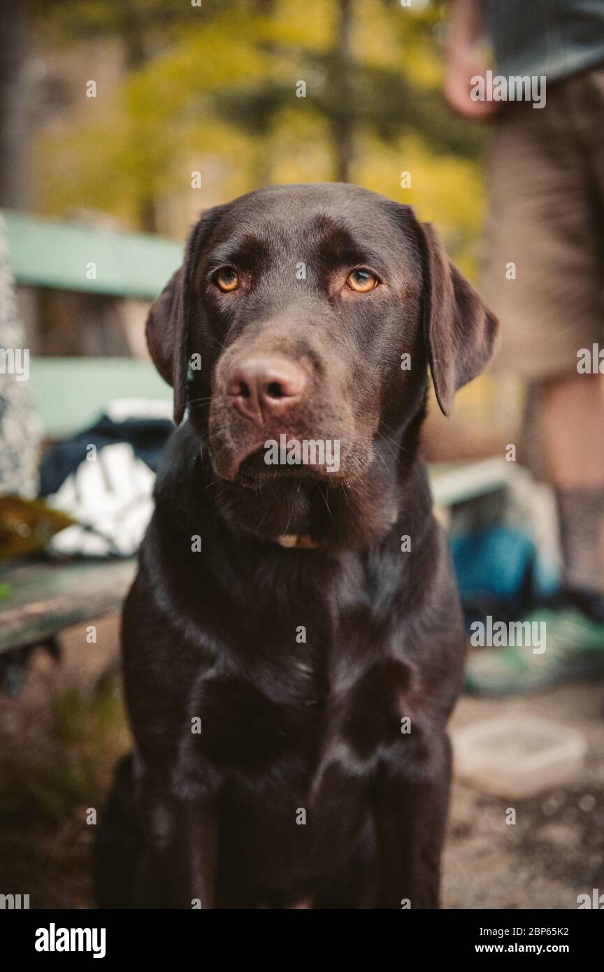 portrait of a young brown labrador retriever Stock Photo - Alamy