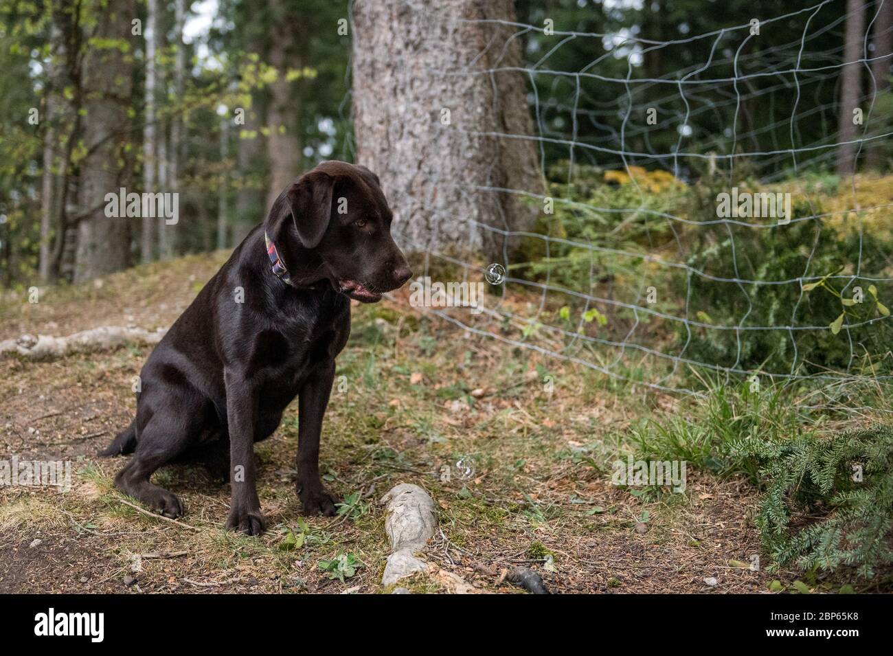 Lab animals hi-res stock photography and images - Alamy