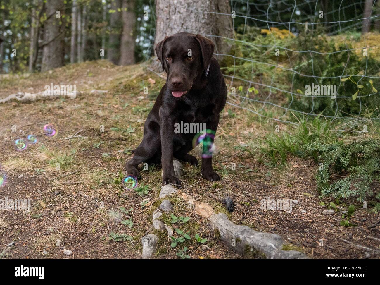 Lab animals hi-res stock photography and images - Alamy