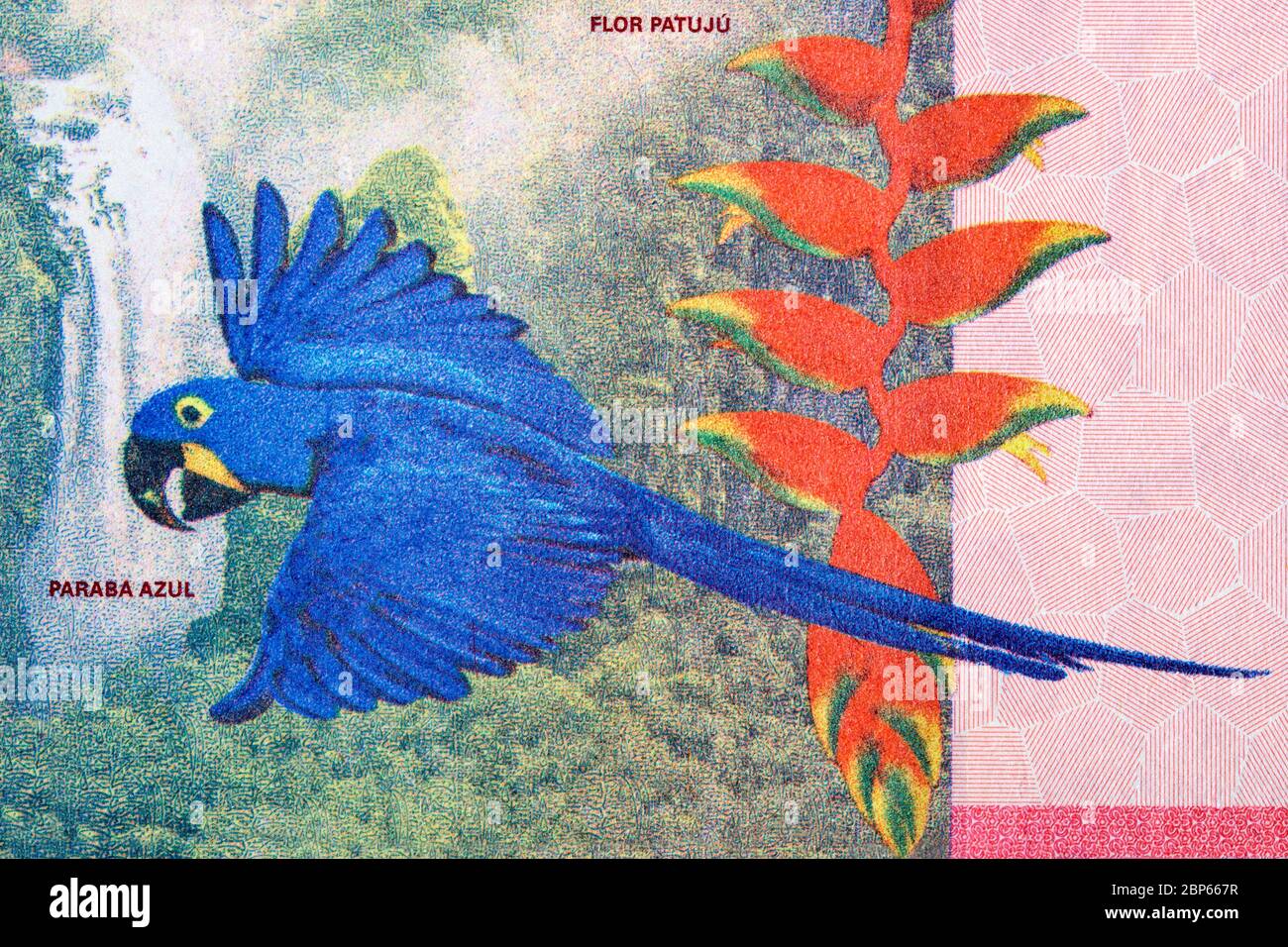 Hyacinth macaw a portrait from Bolivian money Stock Photo - Alamy