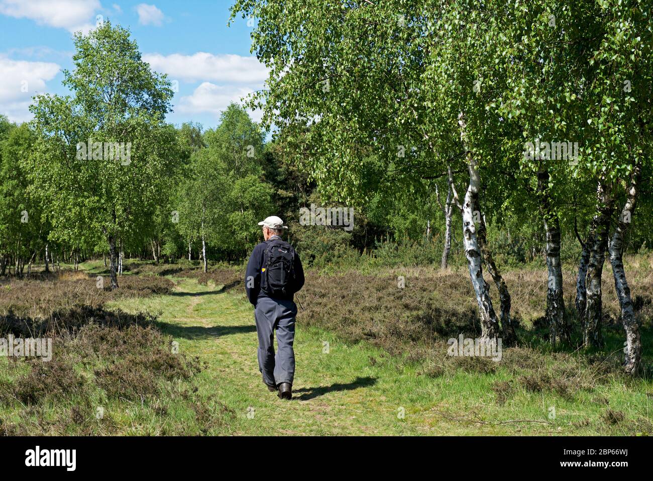 Man walking on Strensall Common, a Yorkshire Wildlife Trust nature ...