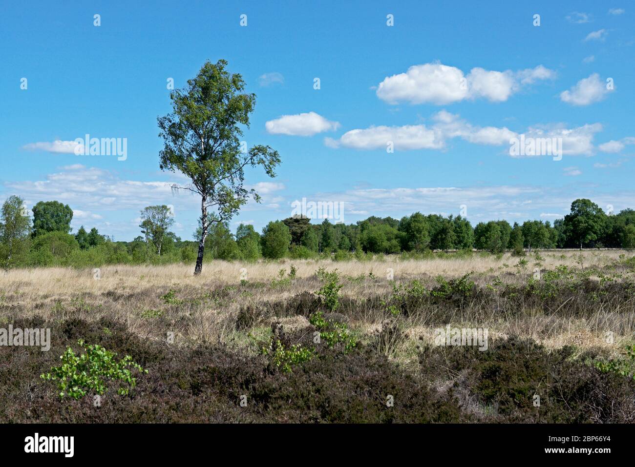 Strensall Common, a Yorkshire Wildlife Trust nature reserve near York ...