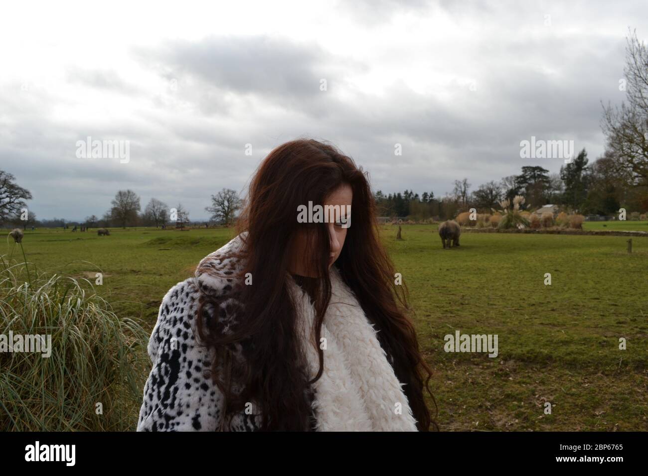 Lady grey lady grey hi-res stock photography and images - Alamy