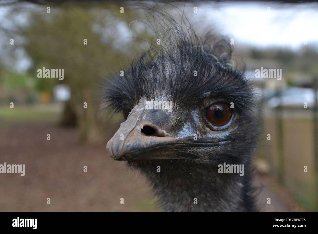 The head of a curious emu (Dromaius novaehollandiae), looking ...