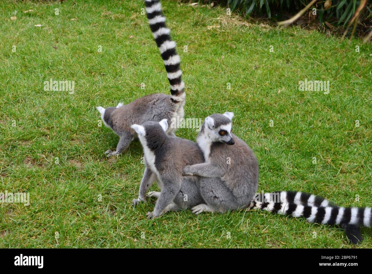 A pair of ring tailed lemurs (lemur catta) hugging in the grass while a ...
