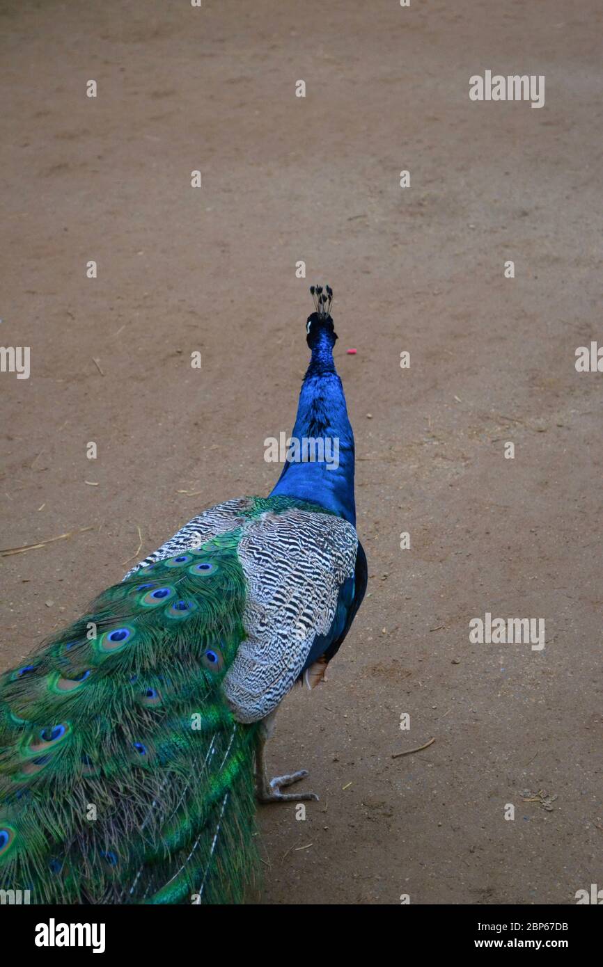A peacock walking away from the camera: bright blue neck and lovely ...