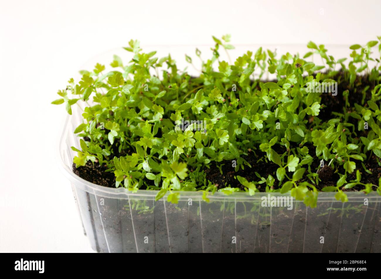 Sprouts in pot hi-res stock photography and images - Alamy
