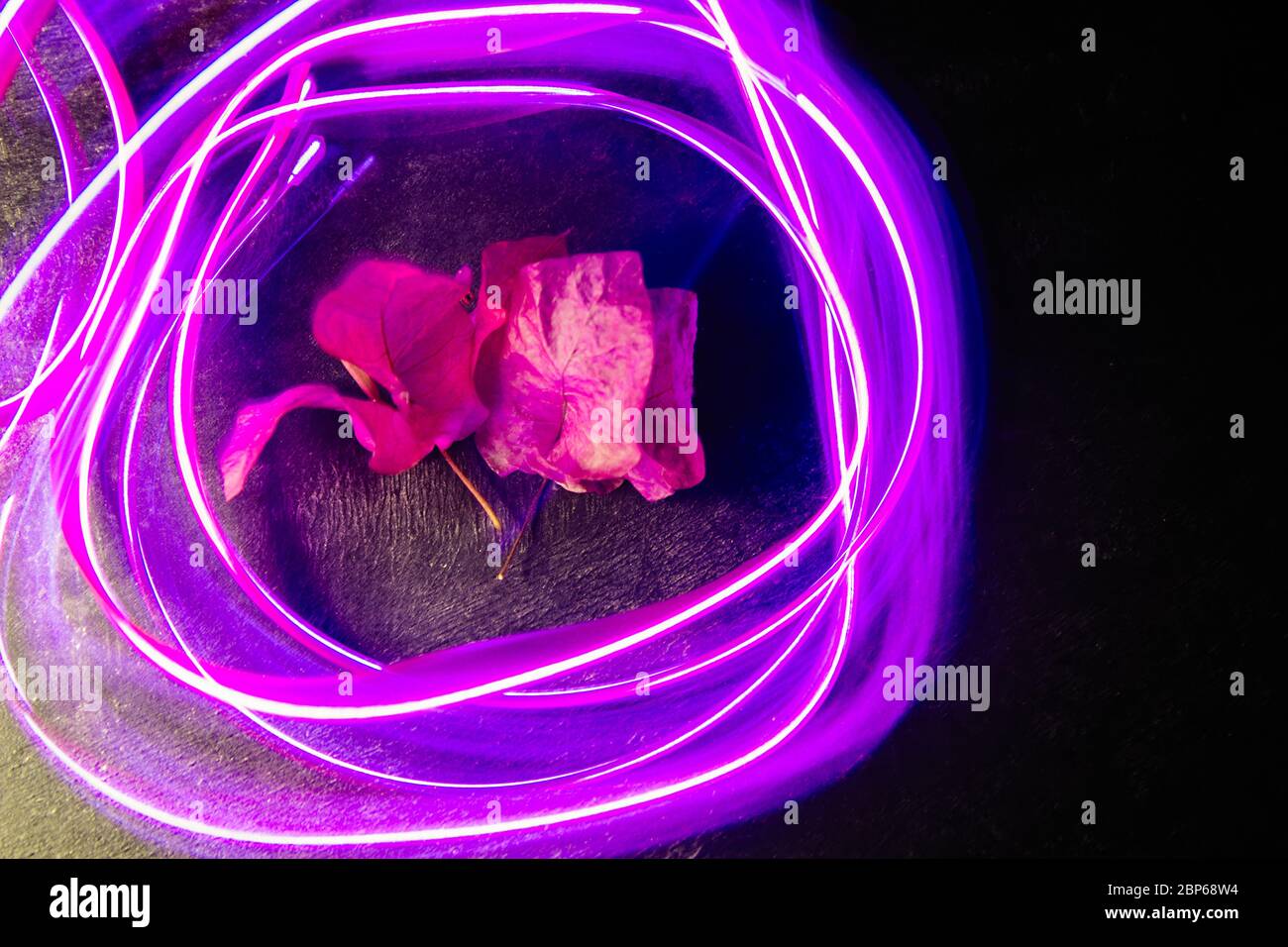 Tropical flowers in neon light at night. Flowers and unusual lighting ...