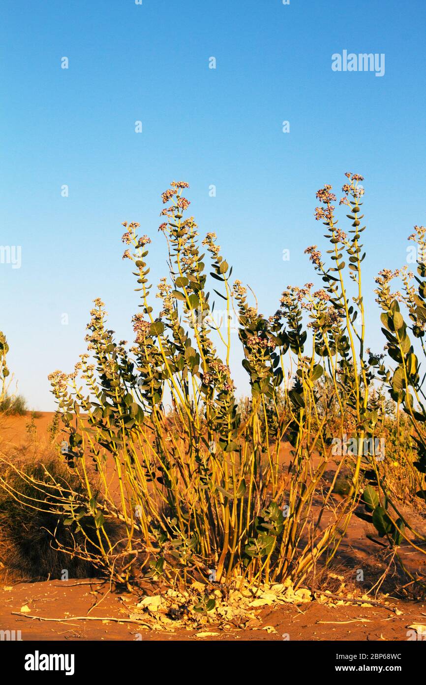 Xerophytes Examples And Characteristics Desert Plants