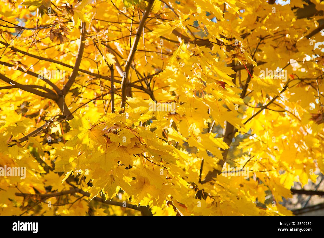 Autumn maple tree with bright orange foliage Stock Photo - Alamy