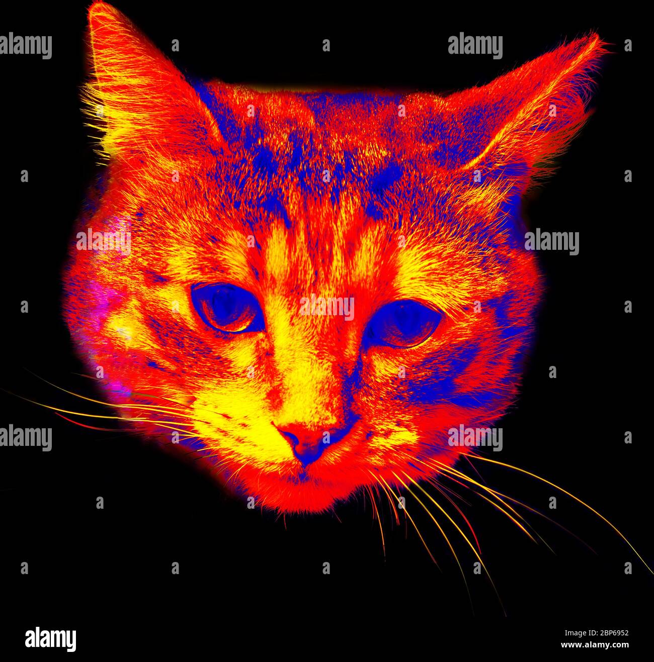 Domestic cat in scientific high-tech thermal imager on black background ...