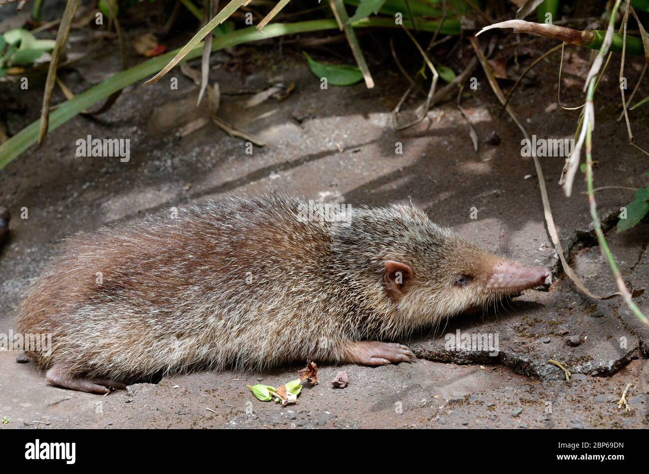 The Malagasy Tangue or Hedgehog, Tenrec ecaudatus Stock Photo - Alamy