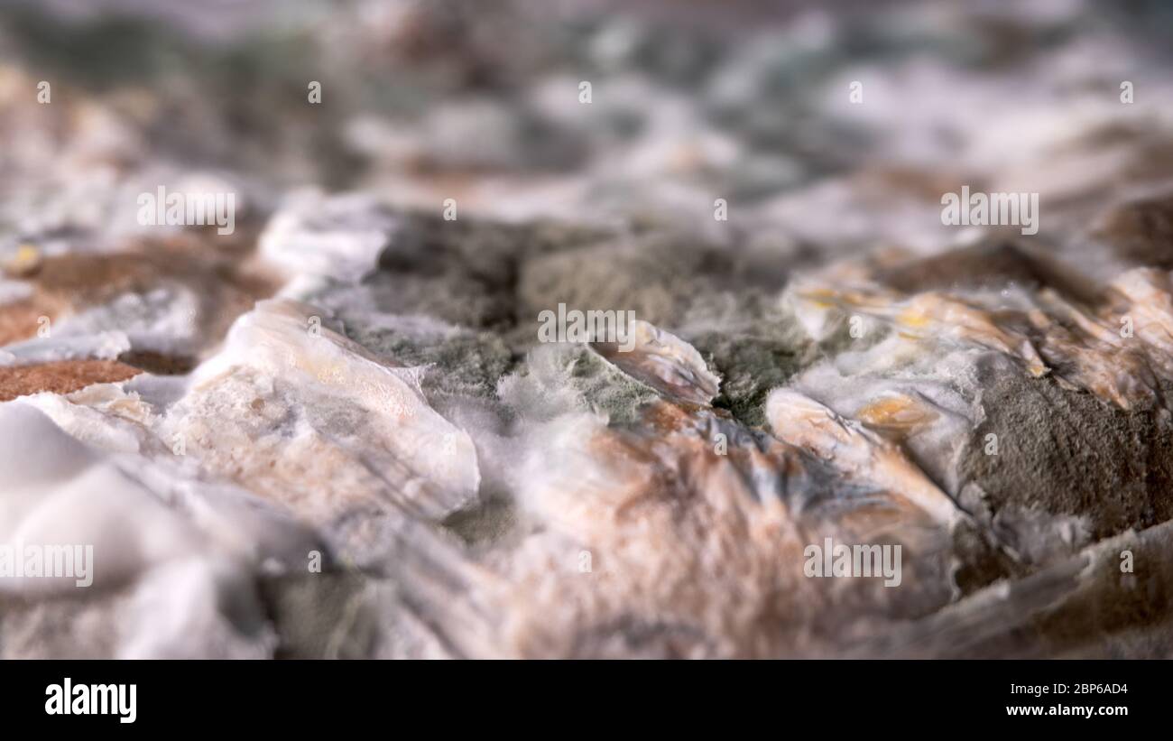 Mold on food magnification. texture of toxic green mold with dark green ...