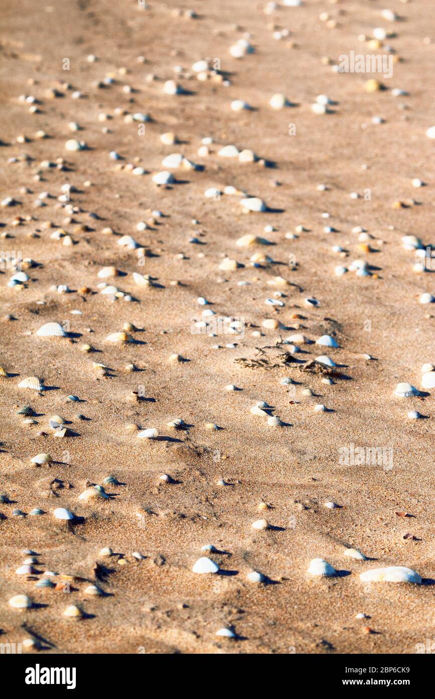 shell beach on the sea, coquina bed, cockle (Cardium Stock Photo - Alamy