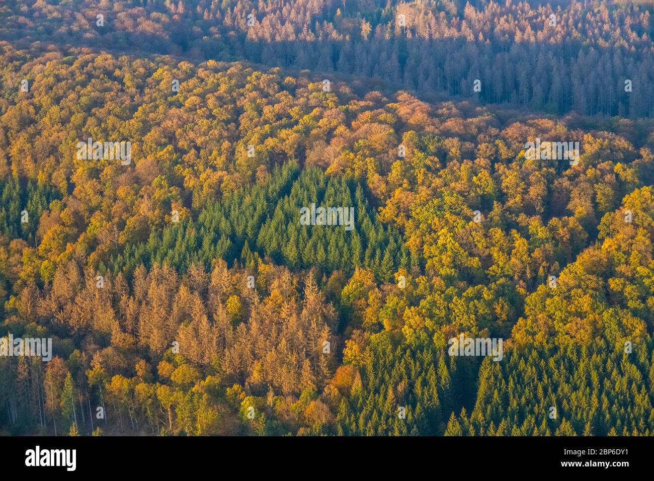 Aerial view, autumn mixed forest, spruce forest, deciduous forest ...