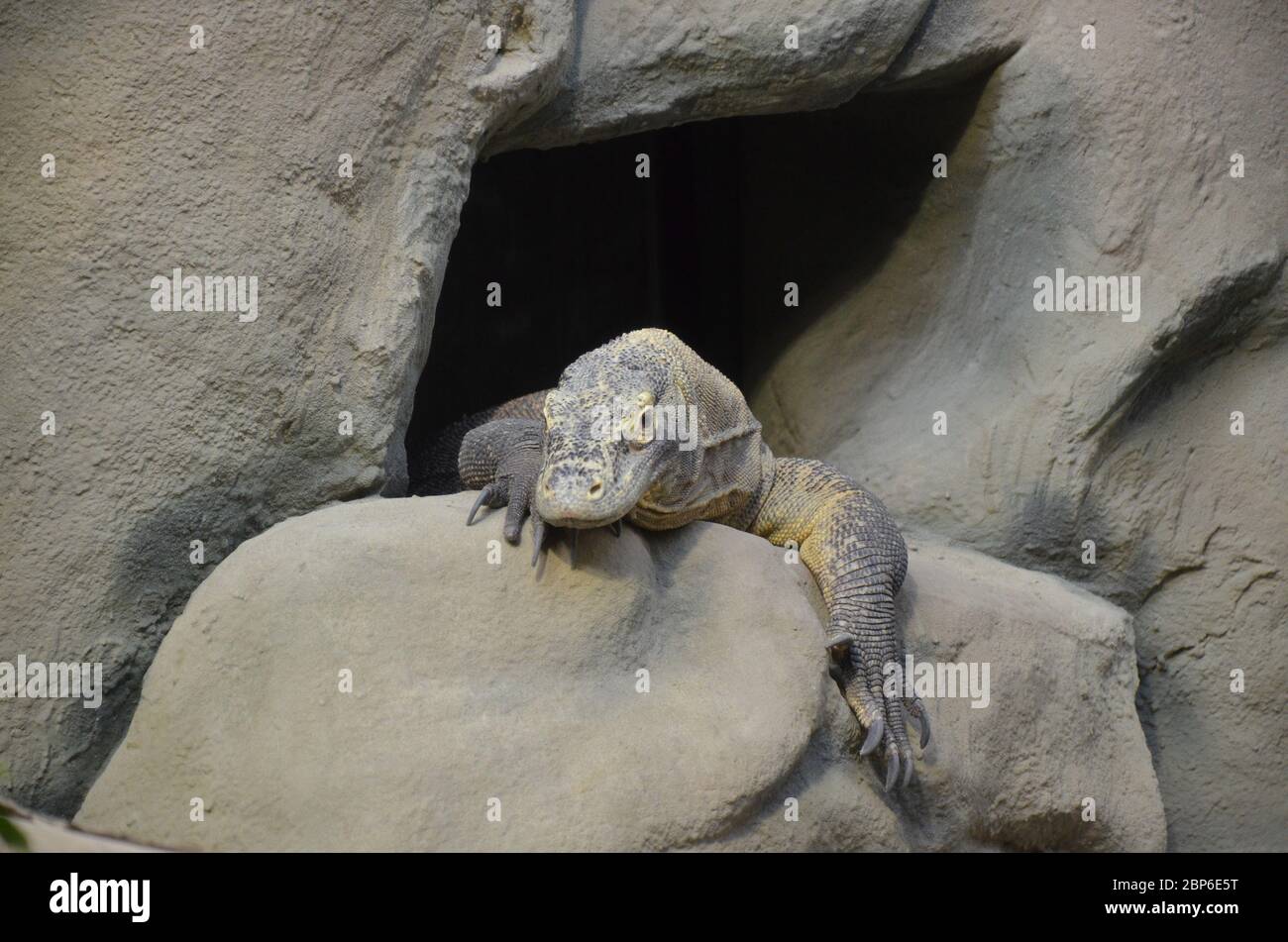 Komodo Dragon, the largest lizard in the world Stock Photo - Alamy