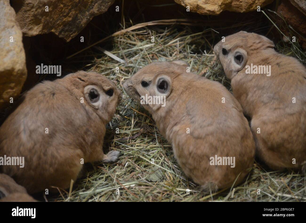 Common gundi (Ctenodactylus gundi), Frankfurt zoo Stock Photo - Alamy