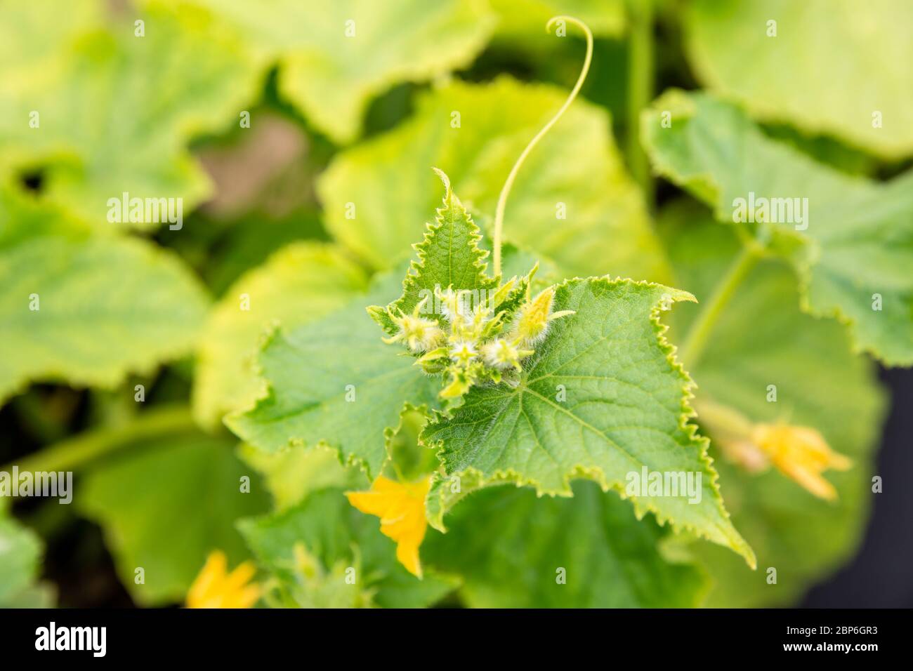 Top of a cucumber shoot with buds, ovaries and tendril Stock Photo - Alamy