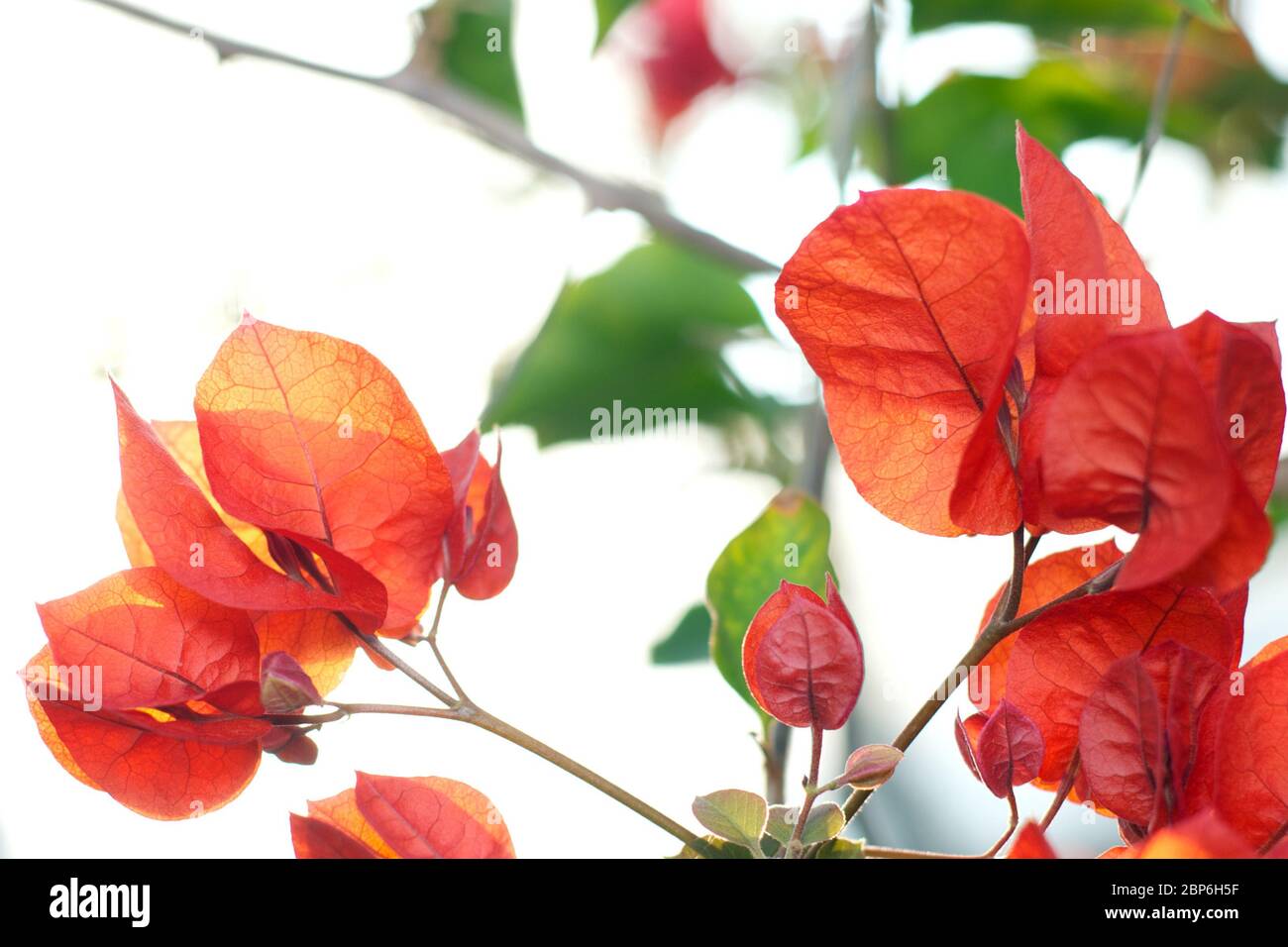 back lighting - red flowers Stock Photo - Alamy