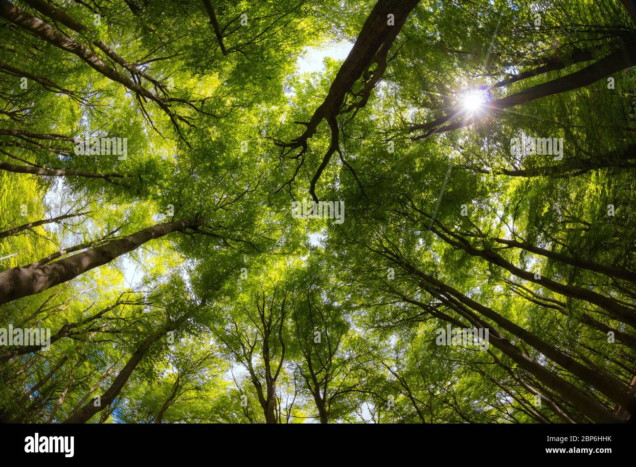 Trees Looking Up Leaves High Resolution Stock Photography and Images ...