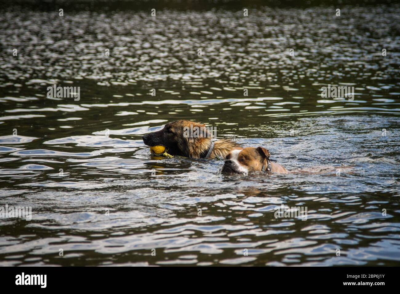 Two dogs in water hi-res stock photography and images - Alamy