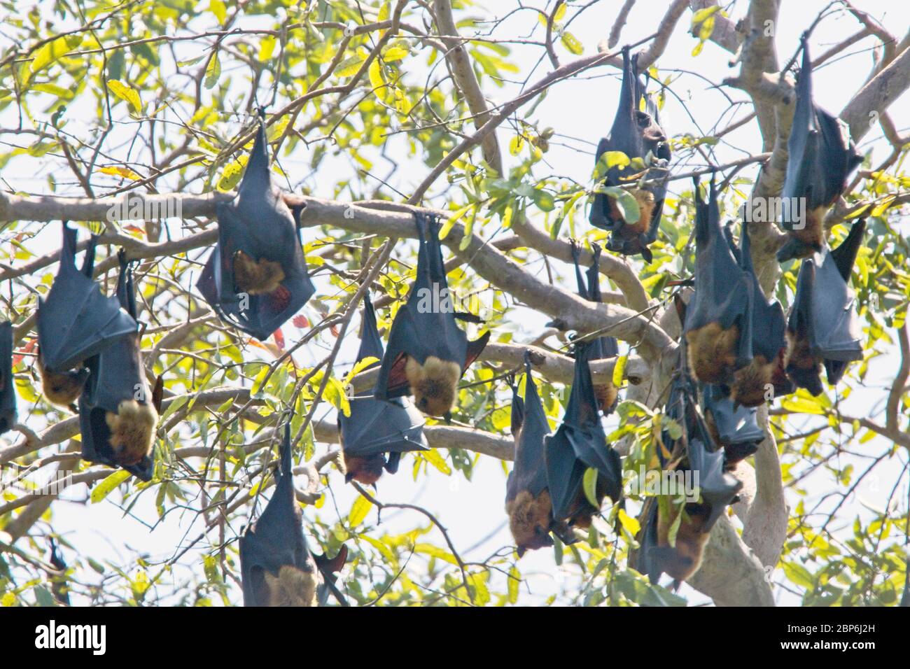 Roosting Indian Flying Fox (Pteropus giganteus), also known as the ...