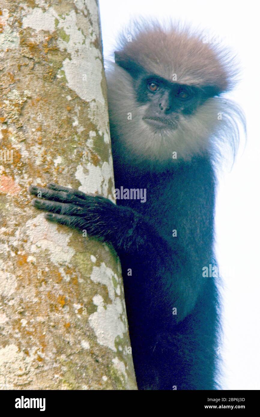 Semnopithecus vetulus hi-res stock photography and images - Alamy