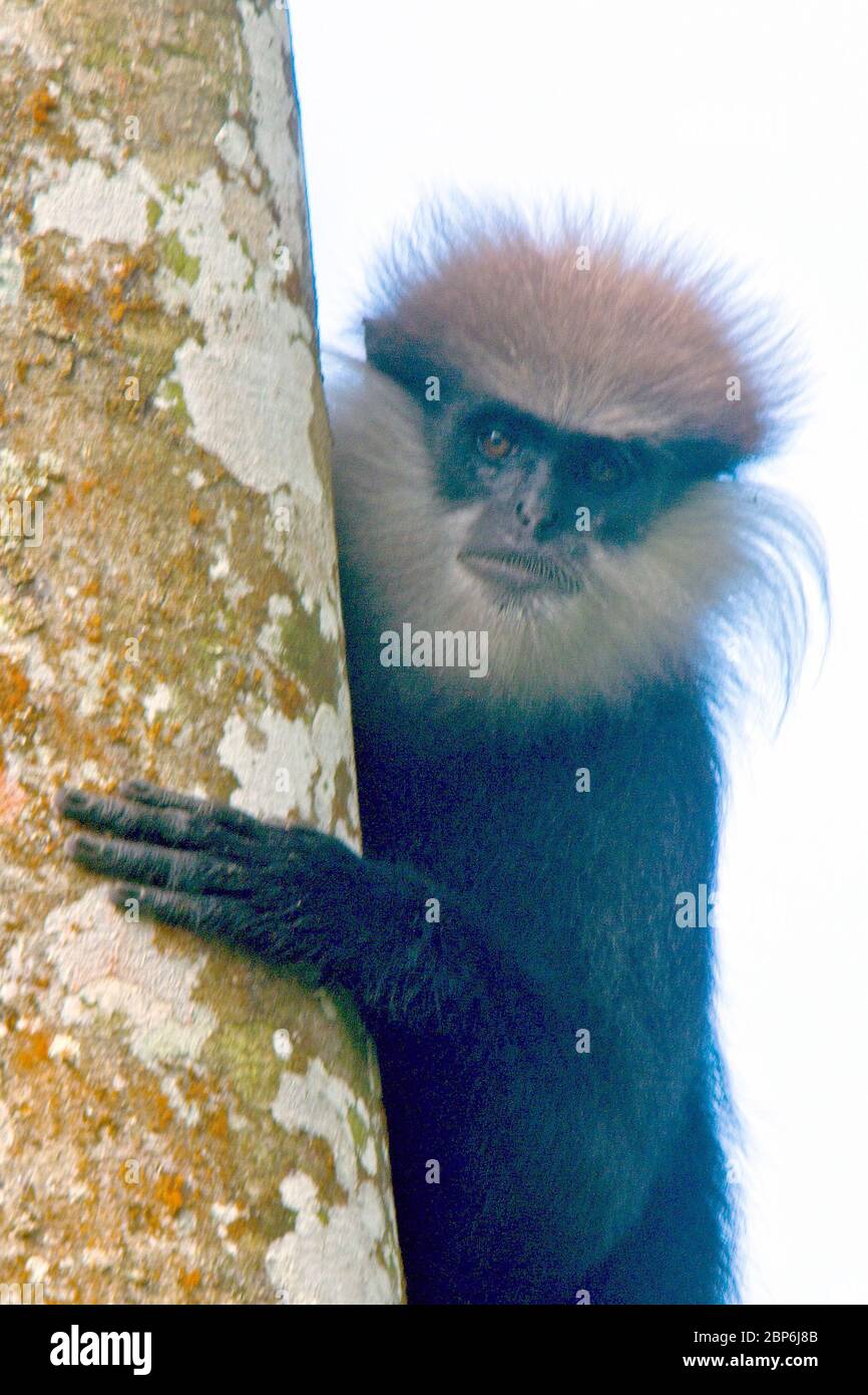 Semnopithecus vetulus hi-res stock photography and images - Alamy