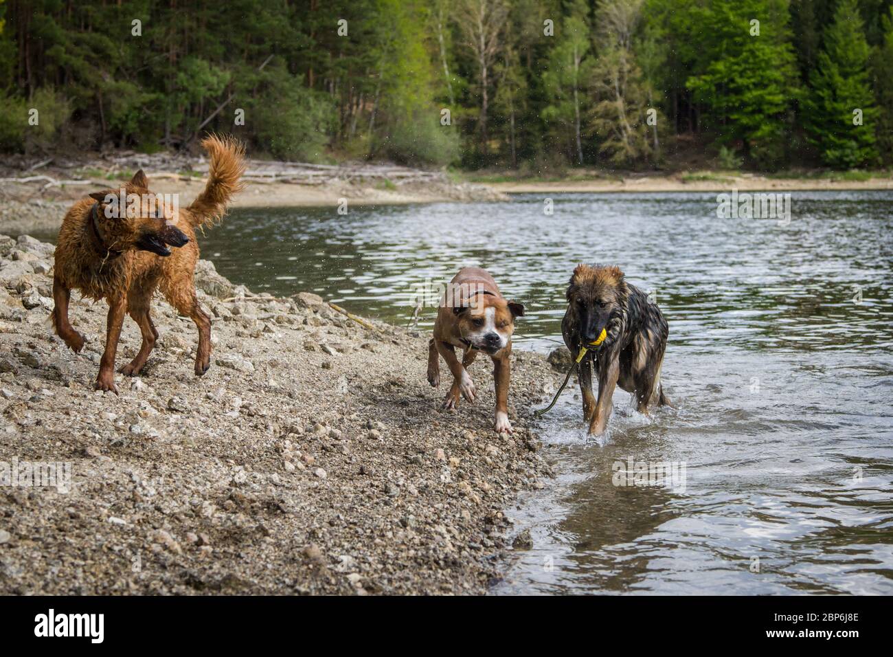 Three dogs playing on the beach Stock Photo - Alamy