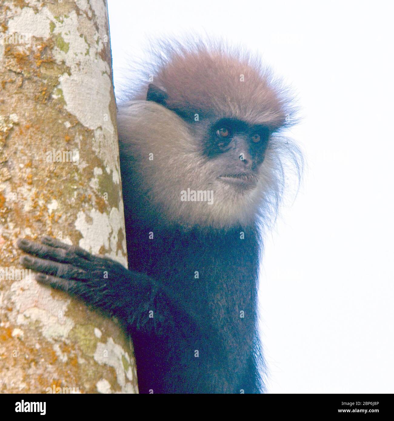 Purple-faced Langur (Semnopithecus vetulus), Sinharaja Forest Reserve ...