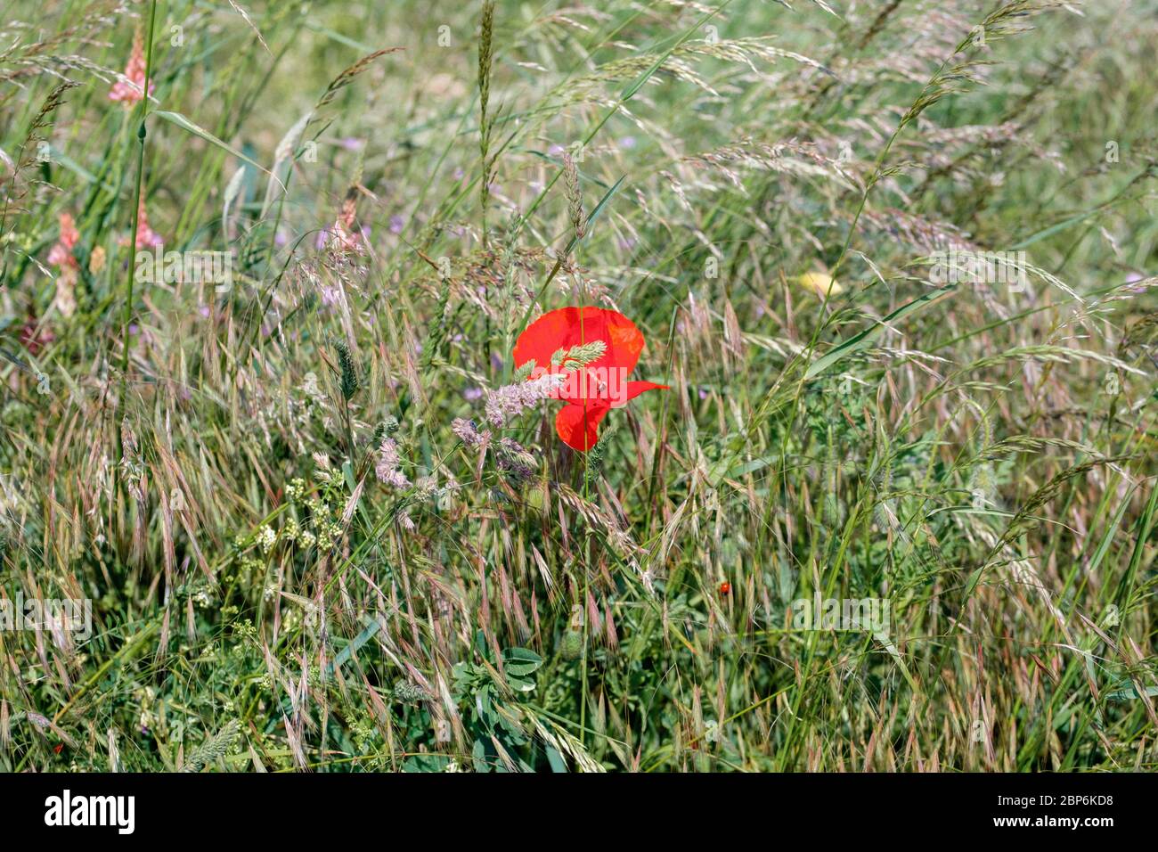 Poppy pollination hi-res stock photography and images - Alamy