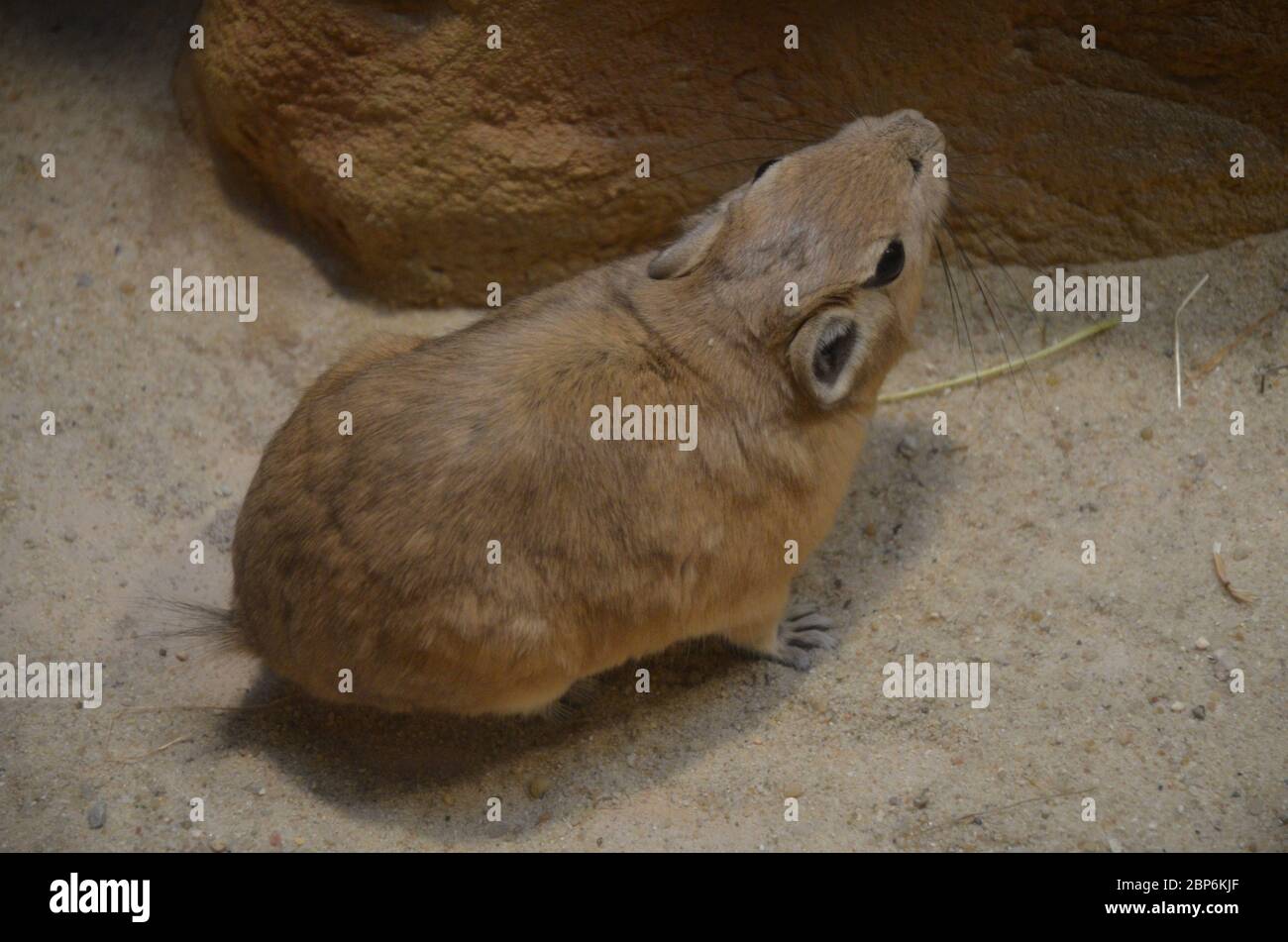 Common gundi (Ctenodactylus gundi), Frankfurt zoo Stock Photo - Alamy