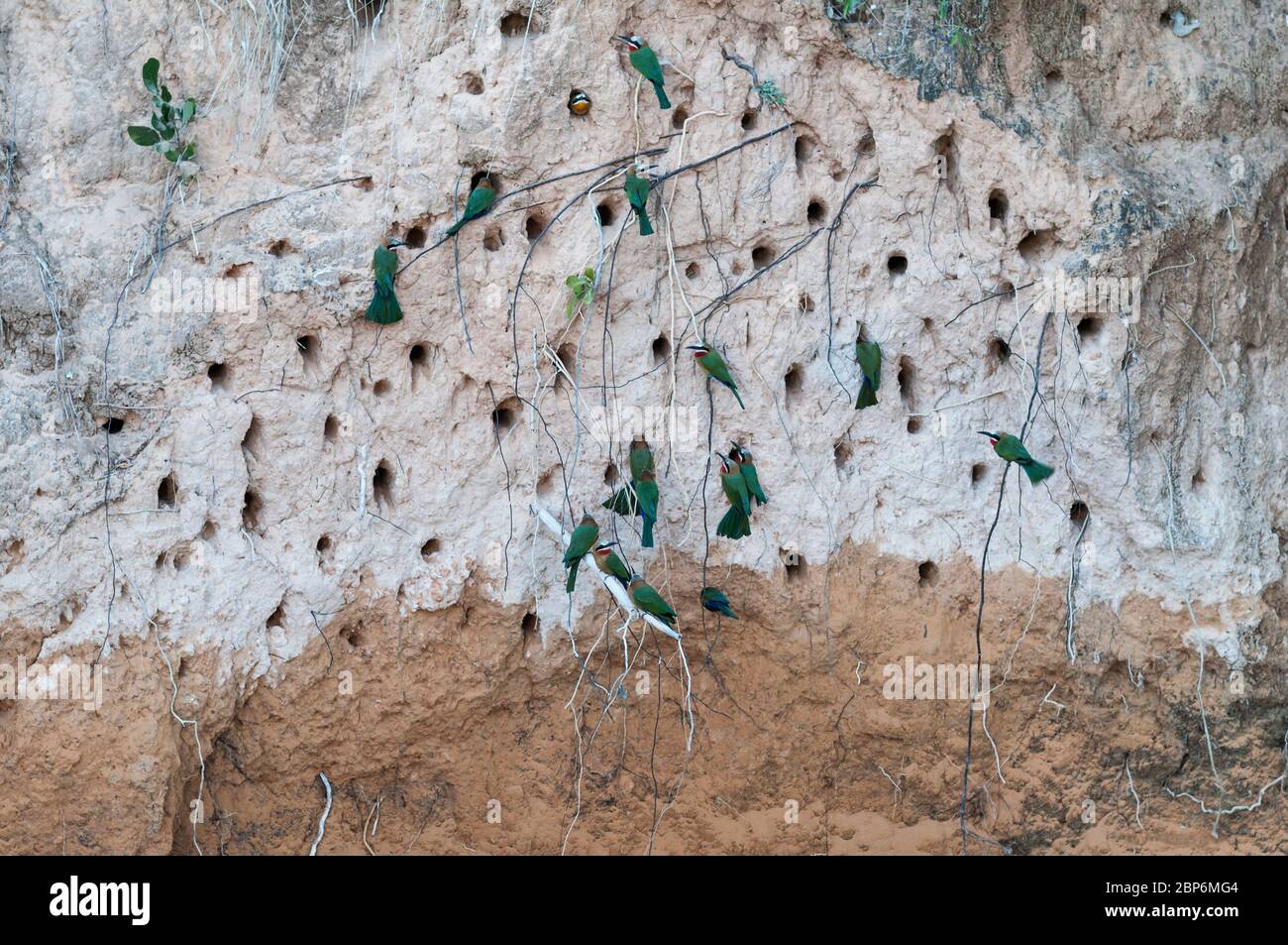 Bee-eater, Meropidae, on the banks of the Okavango Stock Photo - Alamy