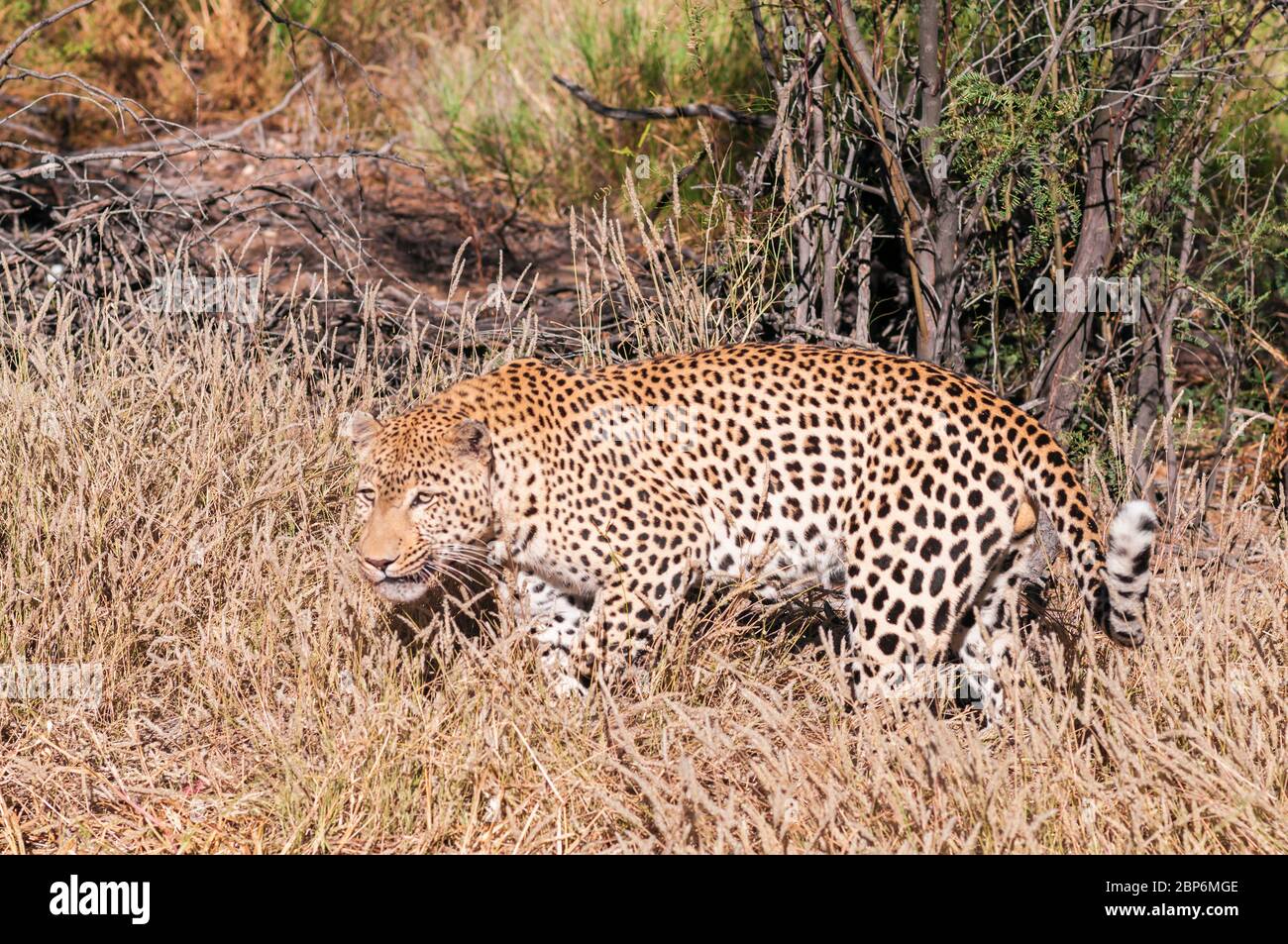 Leopard ,Panthera pardus Stock Photo - Alamy