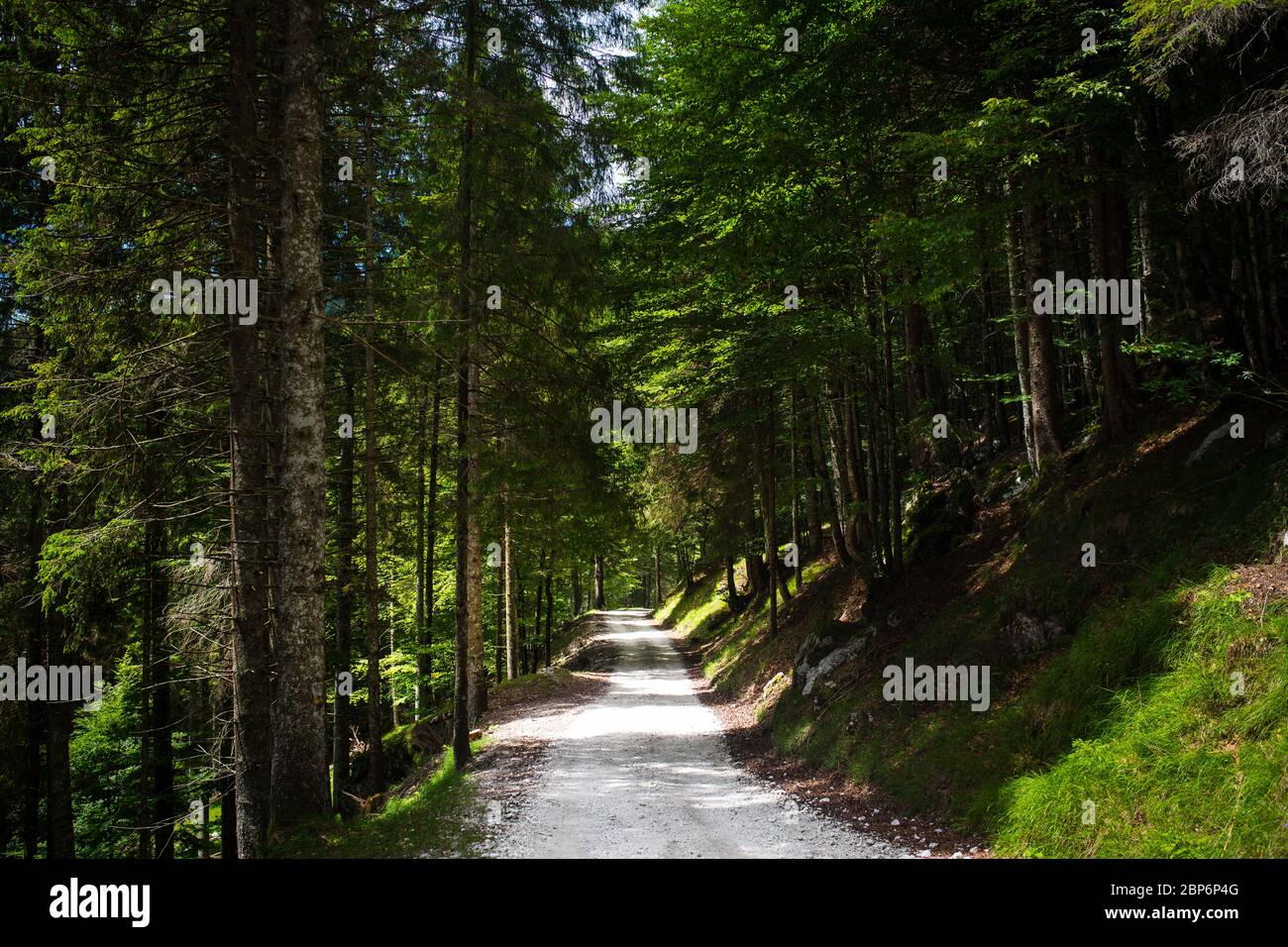 In the Asiago mountain forest - Vicenza - Italy Stock Photo - Alamy