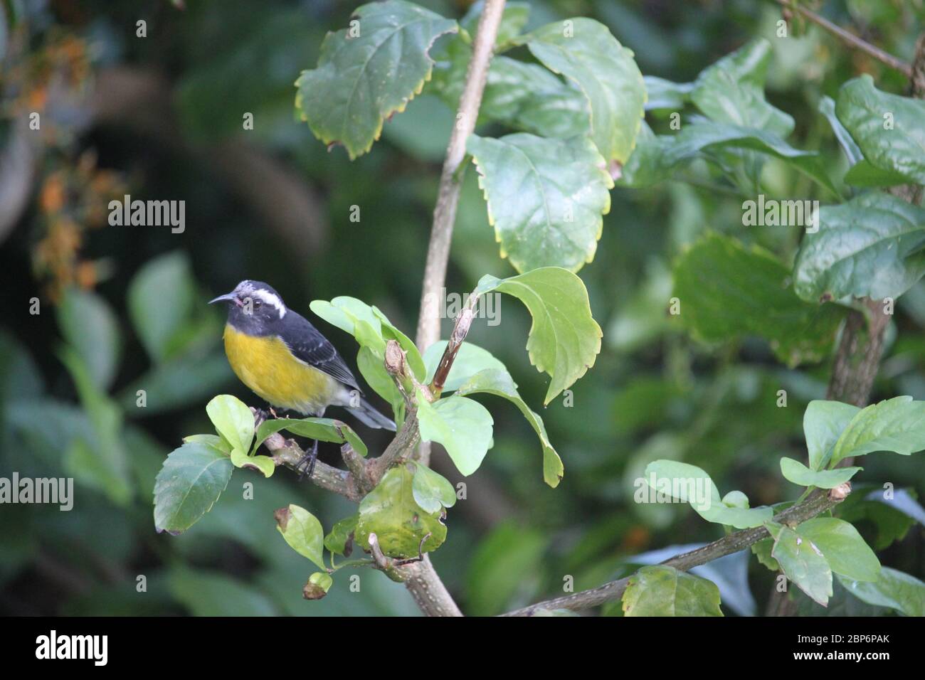 Very friendly bird hi-res stock photography and images - Alamy