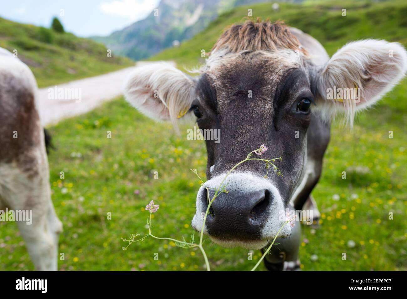 Cow chewing in the italian alps Stock Photo - Alamy