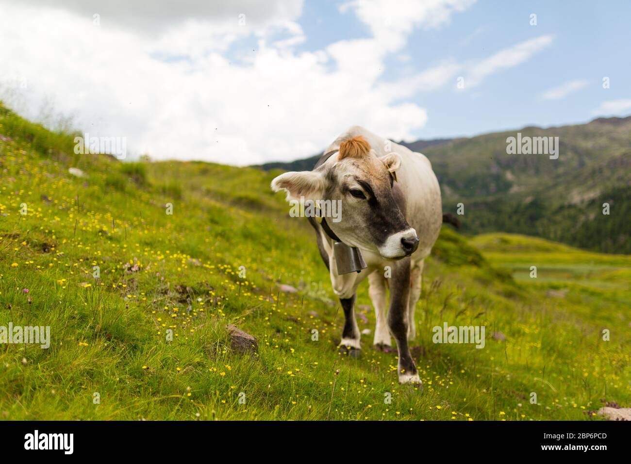 Cow chewing in the italian alps Stock Photo - Alamy